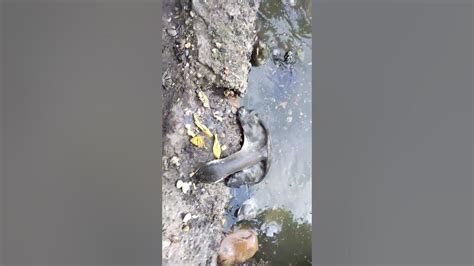 Nasankar Mondir Chotiya Bnc Youtube