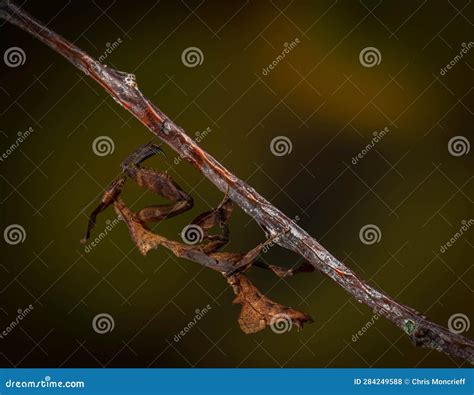 Leaf Mantis Choeradodis Rhombicollis Insect From Costa Rica Evening