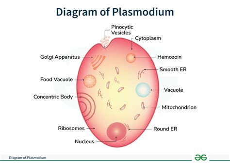 Diagram Of Plasmodium Geeksforgeeks