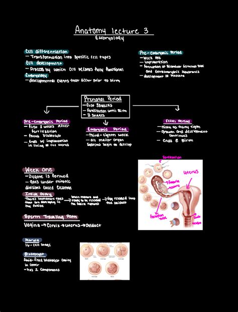 Chapter Anatomy Tissues And The Integumentary System Anatomy Lecture Embryo