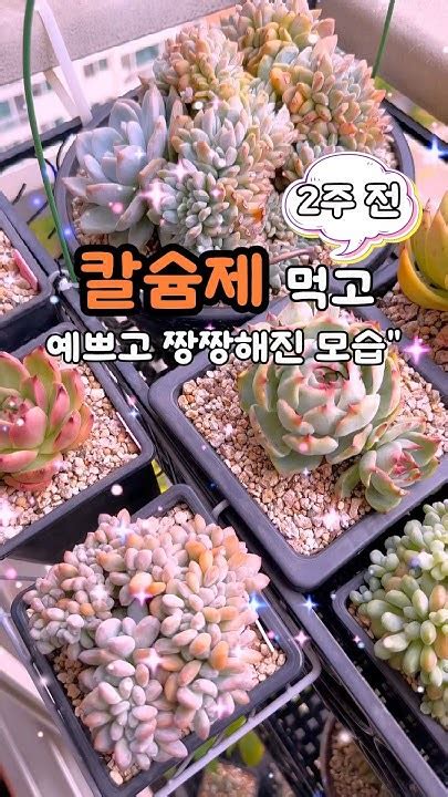 다육이 칼슘제 예쁘고 건강한 모습 박서진 살림남 Youtube