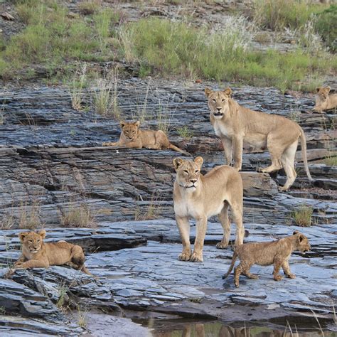 Lioness Sisters And 7 Wonders Of Nambiti Nambiti Private Game Reserve