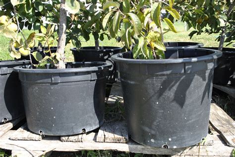 Growing Fruit Trees In Containers Part 1 Stark Bros