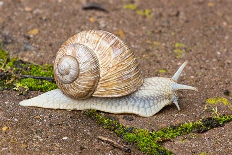 Free Images Wildlife Fauna Shell Invertebrate Mollusk Crawl Molluscs Schnecken Sea