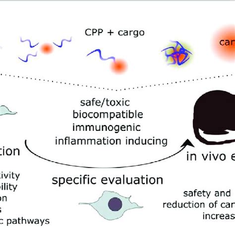 The Evaluation Of The Safety Biocompatibility And Bioeffect Of The Download Scientific Diagram