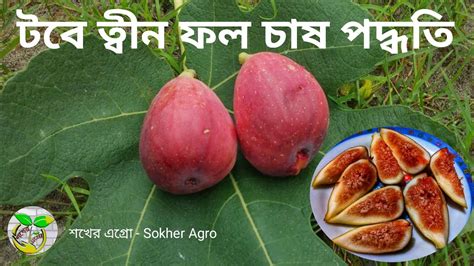 ত্বীন ফল চাষ। ডুমুর ফল। Dumur Fol।tin Fig Fruit। টবে ত্বীন ফল চাষ পদ্ধতি । Tin Fol Bangladesh