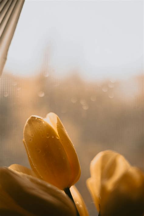 거시 꽃 고요한 꽃 꽃 사진 꽃꽂이 꽃무늬 노란 튤립 노란색 보케 봄 부드러운 부드러운 조명 섬세한 소프트 포커스 수분 식물 식물의 신선