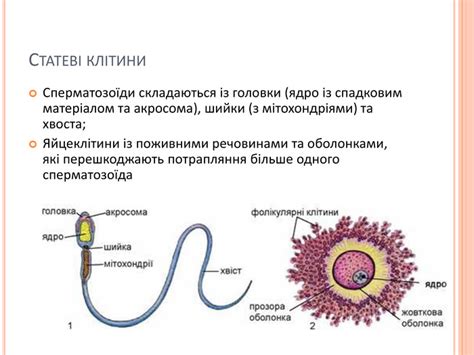 Презентація Репродуктивна система людини