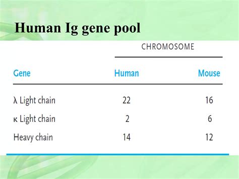 Antibody Diversity Presentation Pdf