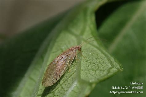 ホソバヒメカゲロウ 日本まるごと生き物図鑑