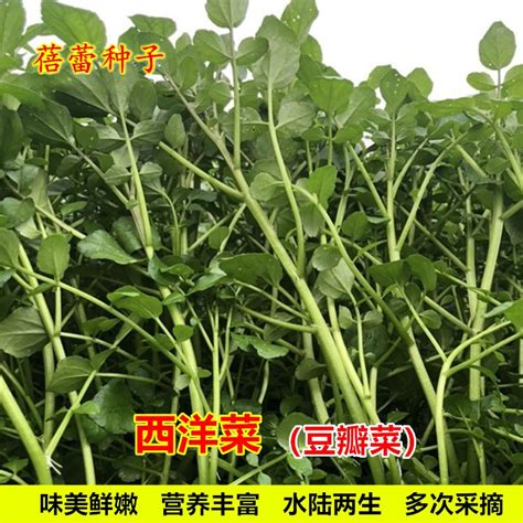 西洋菜种子四季青菜籽多年生豆瓣菜种籽野生水生儿童保健蔬菜种孑 淘宝网