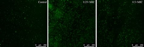 Confocal Laser Scanning Microscopy Of S Putrefaciens Biofilm After Download Scientific Diagram
