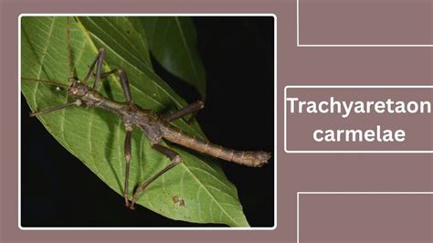 21 Types Of Stick Insects Identification With Pictures