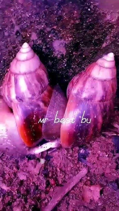 Lovely 🐌 Snails 🔥ගොලුබෙලි දඩයම🔥 Shorts Viral Youtube
