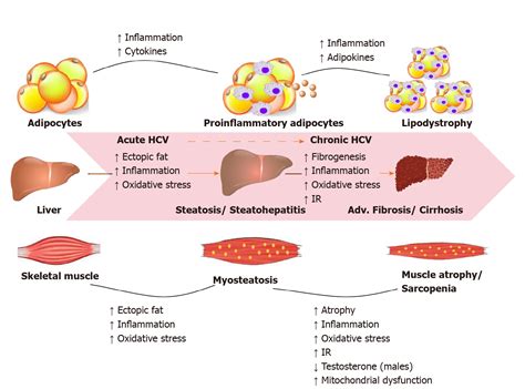 Chronic Hepatitis