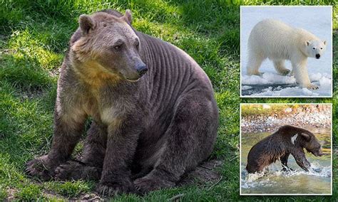 Meet The Pizzly Bear A Fascinating Hybrid Of Polar Bear And Grizzly