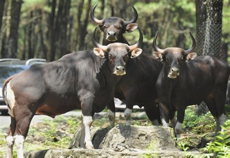 Ekogeo Banteng Sapi Liar Dari Asia Tenggara