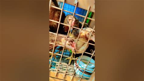 Ashil Murga Natural Beauty Masllaha Youtube