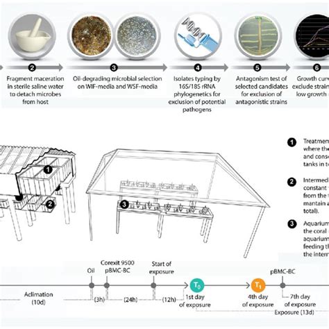 A Steps For Pbmc Bc Selection And Timeline Of The Experiment B Download Scientific Diagram
