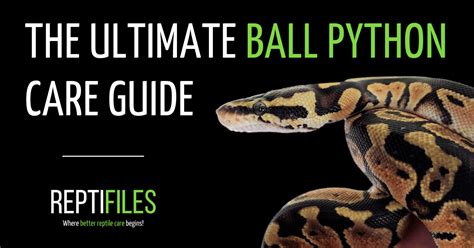 The Ultimate Guide To Ball Python Care