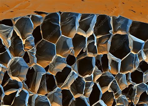 Polystyrene Foam Sem Stock Image C0168046 Science Photo Library