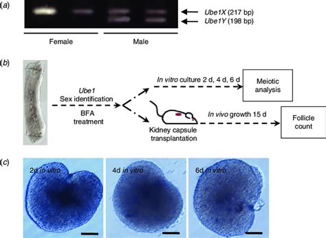 Sex Determination And Experimental Design A Sex Determination Of Download Scientific Diagram