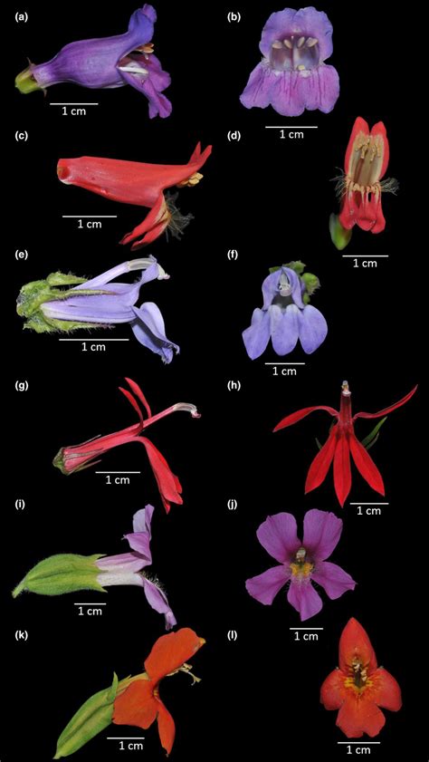 The Three Investigated Sister Species Pairs On The Left In The Lateral Download Scientific