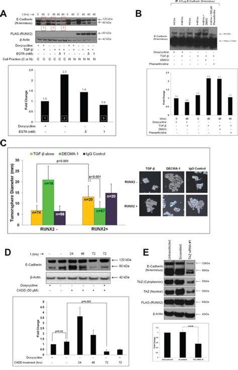 Runx2 And Taz Dependent Signaling Pathways Regulate Soluble E Cadherin Levels And Tumorsphere