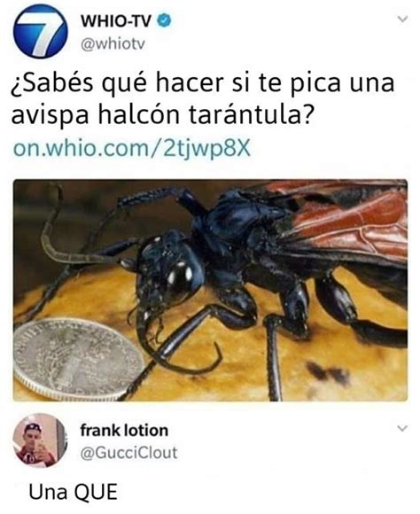 Me Picó Una Avispa Halcón Tarántula Gracias Naturaleza