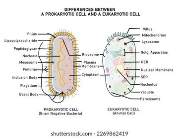Diagram Represents Differences Between Prokaryotic Cell Stock Illustration Shutterstock
