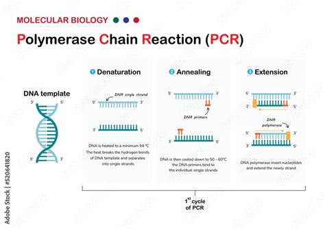 Molecular Biology Present Principle And Process Of Polymerase Chain