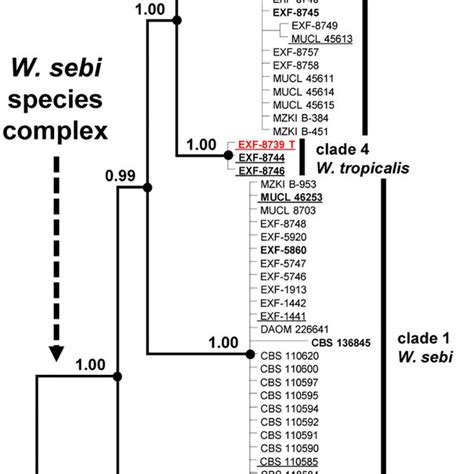 Midpoint Rooted Majority Rule Consensus Tree Of Bayesian Mcmc Sampling Download Scientific