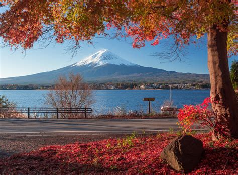 日本绿色茶园和远处的富士山日本旅游图片下载 觅知网