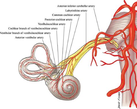 Vestibulocochlear Nerve Model