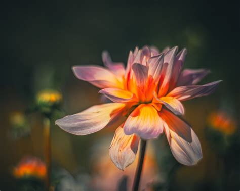 Experimental Photography A Primer For The Curious