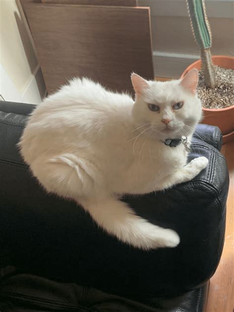 Why Is My Cat Angry R Wronganswersonly