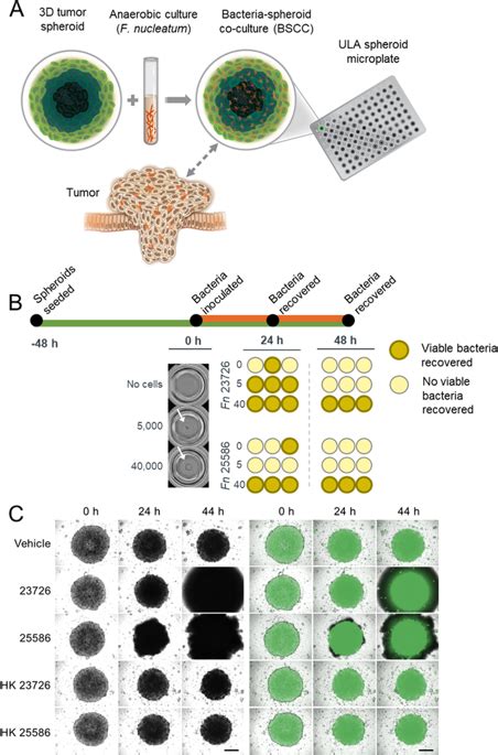 Colorectal Cancer Associated Anaerobic Bacteria Proliferate In Tumor Spheroids And Alter The