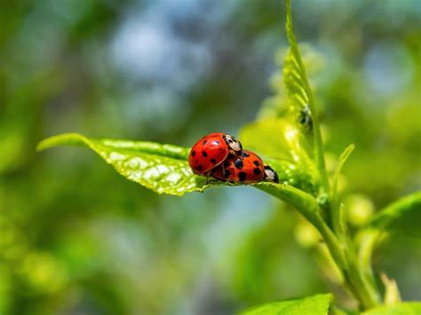 Premium Photo Spring Mating Season Of Ladybug Insect Beetle