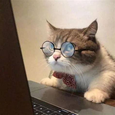 Funny Cat Wearing Glasses On Laptop