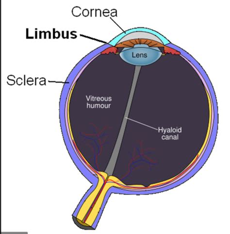 Limbus And Sclera Flashcards Quizlet