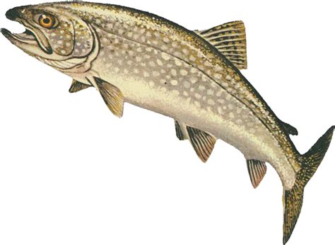Rainbow Trout No Background Png Play