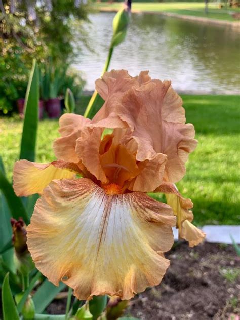 Need Help With Identifying This Bearded Iris In The Irises Forum
