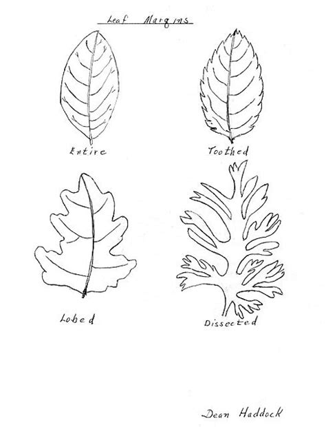 Leaf Margins Green Inspiration Plant Drawing Geometric Tattoo