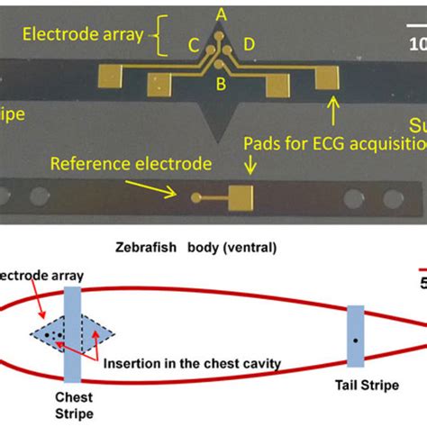 Microfabrication Steps For Flexible Microelectrode Arrays The Download Scientific Diagram