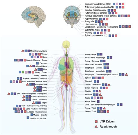Ancient Retroviruses Make Up 8 Of Human Genome Researchers Say Scinews