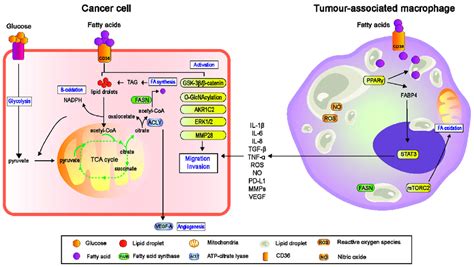 The Bidirectional Interaction Between Cancer Cells And Macrophages
