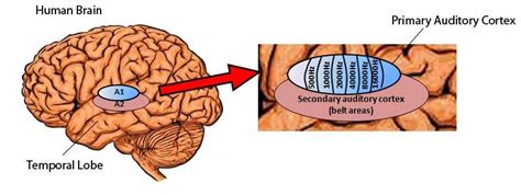 Primary Auditory Cortex