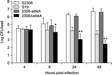 Intracellular Replication Of Brucella Abortus 2380 Wbka Mutant Download Scientific Diagram
