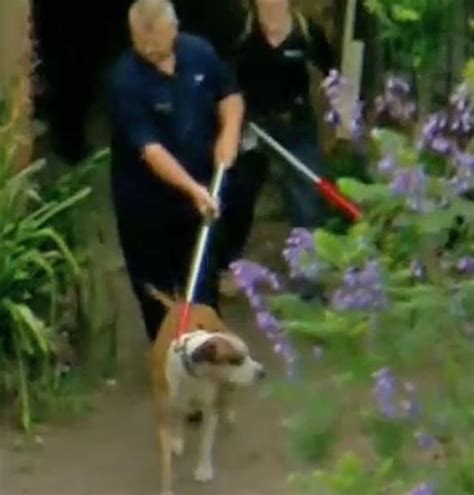 電力公司員工民宅抄電表 遭屋主3犬圍攻活活咬死 beanfun
