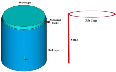 Figure 1 From A Finite Element Model Of Trunk With Muscles By Both